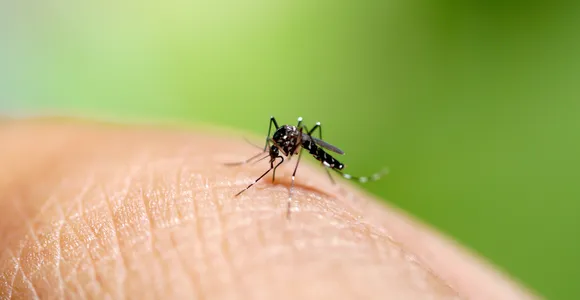 Wat te doen bij insectenbeten? | Leef